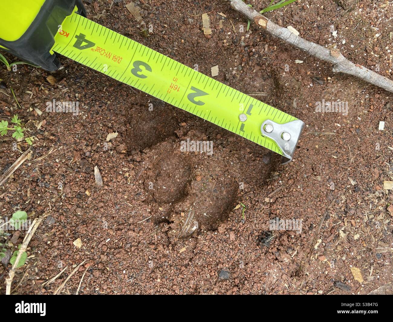 Measured canine footprint hi-res stock photography and images - Alamy