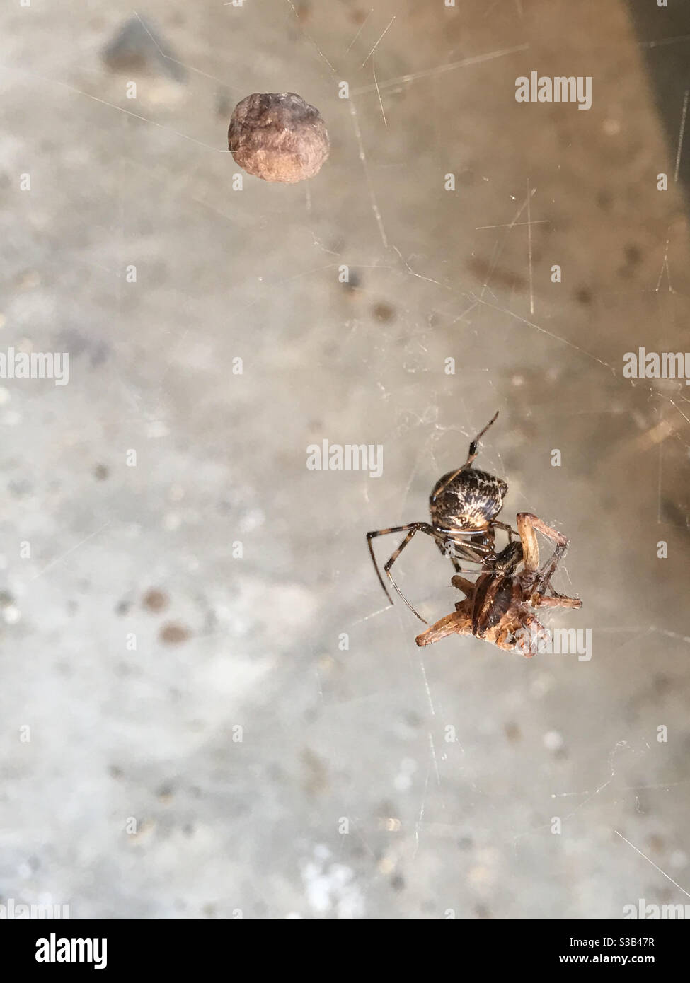 Spider eating other spider hi-res stock photography and images - Alamy