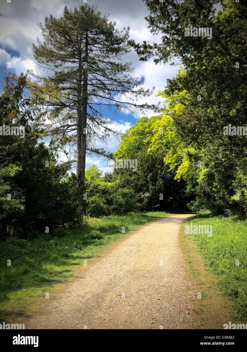 Wendover Woods High Resolution Stock Photography and Images - Alamy