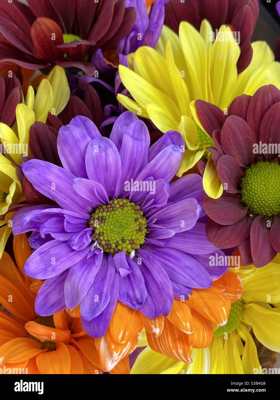 Colorful chrysanthemum flowers Stock Photo - Alamy