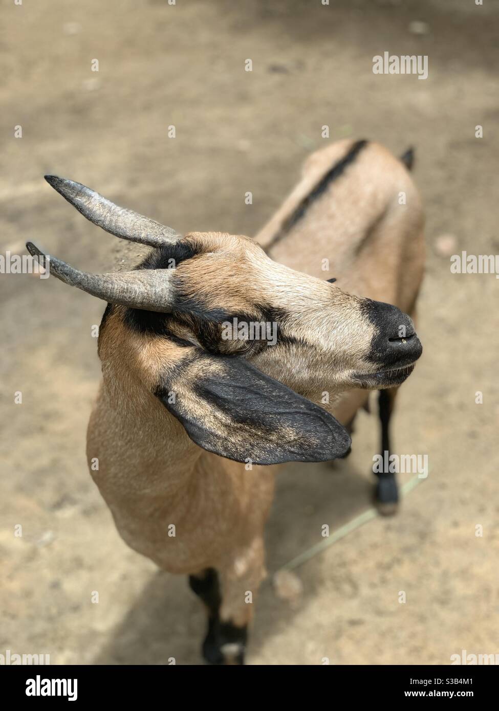 Animals photography hi-res stock photography and images - Alamy