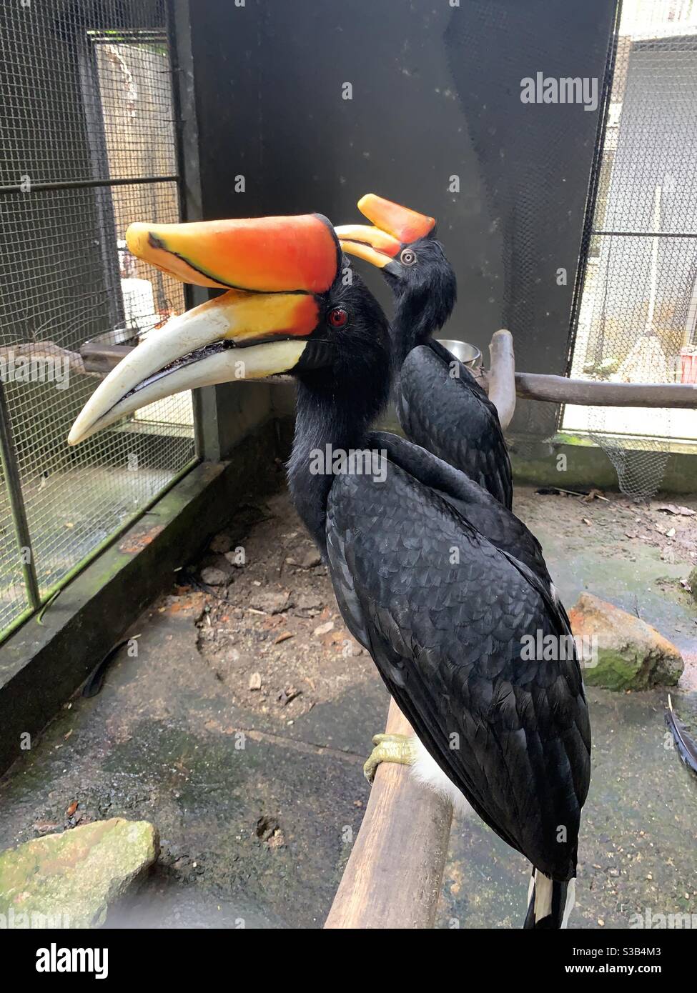 Photo with animals hi-res stock photography and images - Alamy