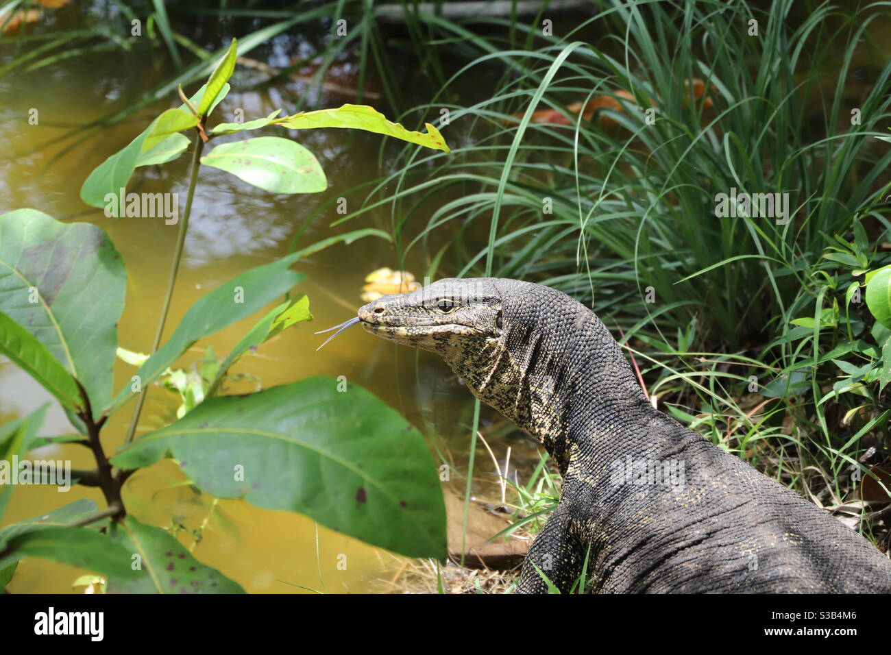 Amazing animal hi-res stock photography and images - Alamy
