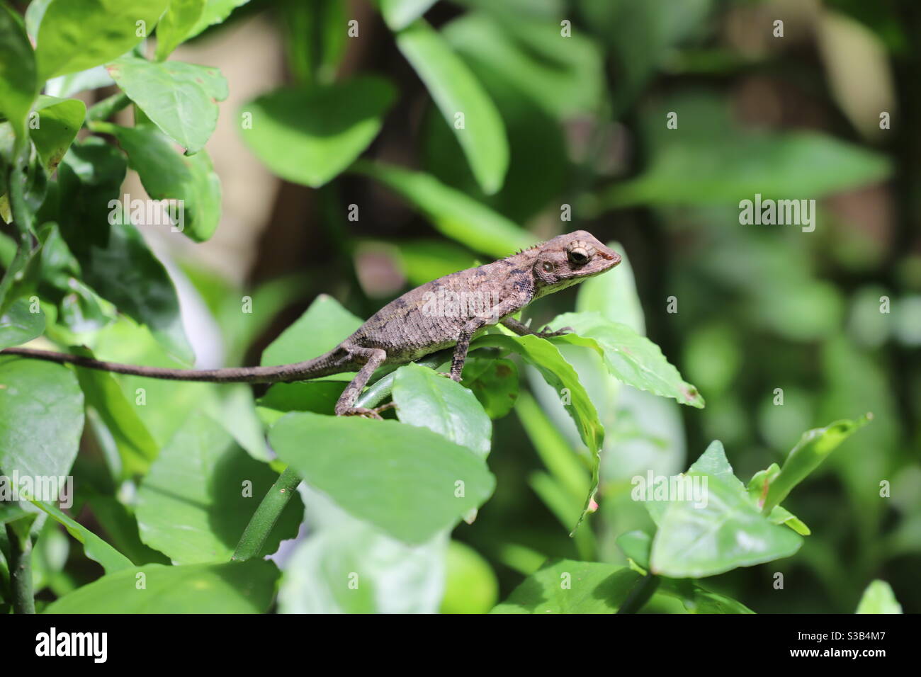 Canon Animals High Resolution Stock Photography and Images - Alamy