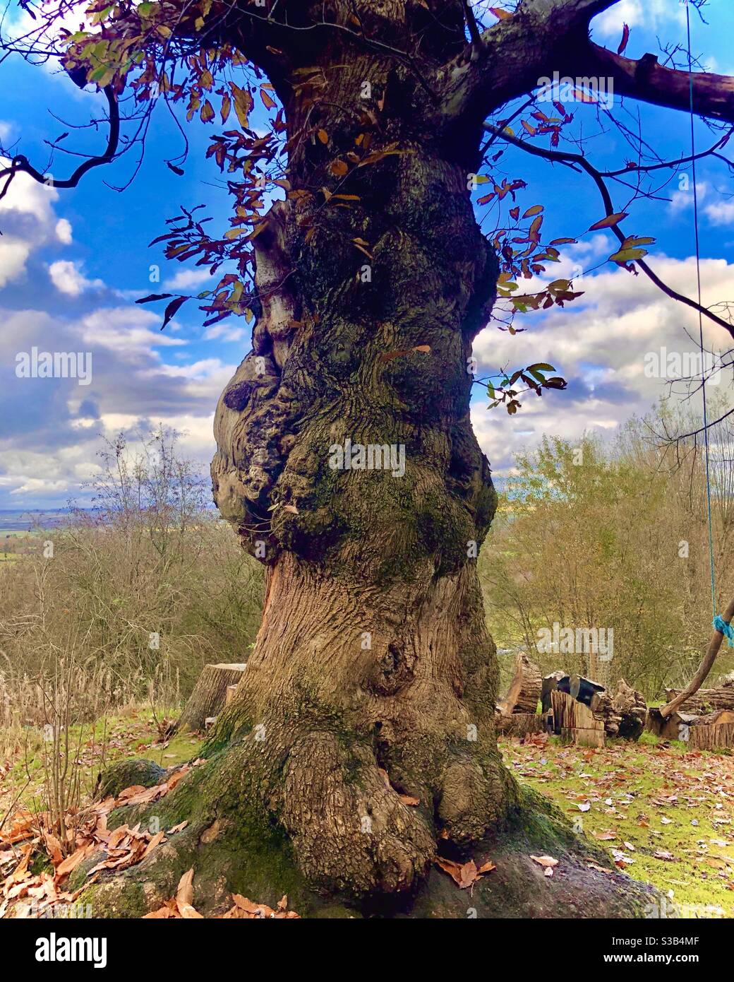 Bumpy tree hi-res stock photography and images - Alamy