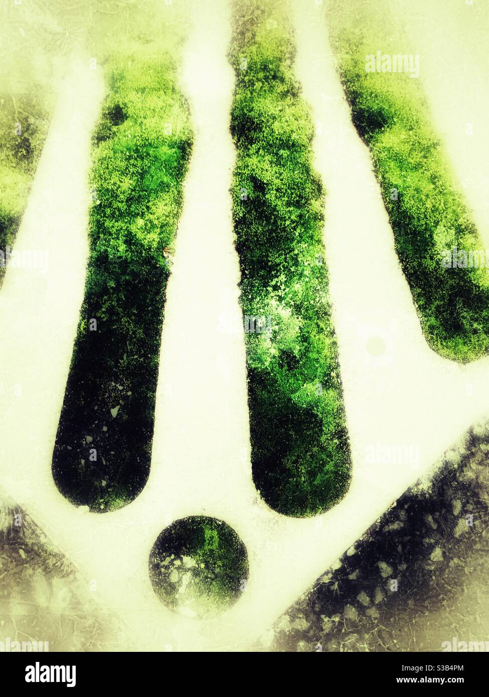 Spooky looking moss hi-res stock photography and images - Alamy