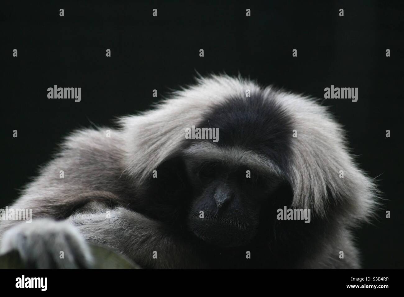 Grumpy monkey hi-res stock photography and images - Alamy