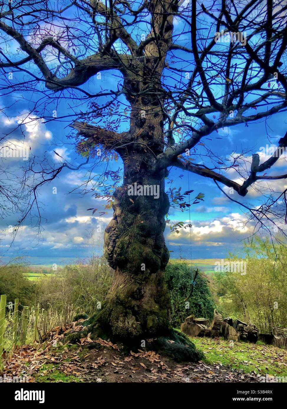 The Brill Tree Stock Photo - Alamy