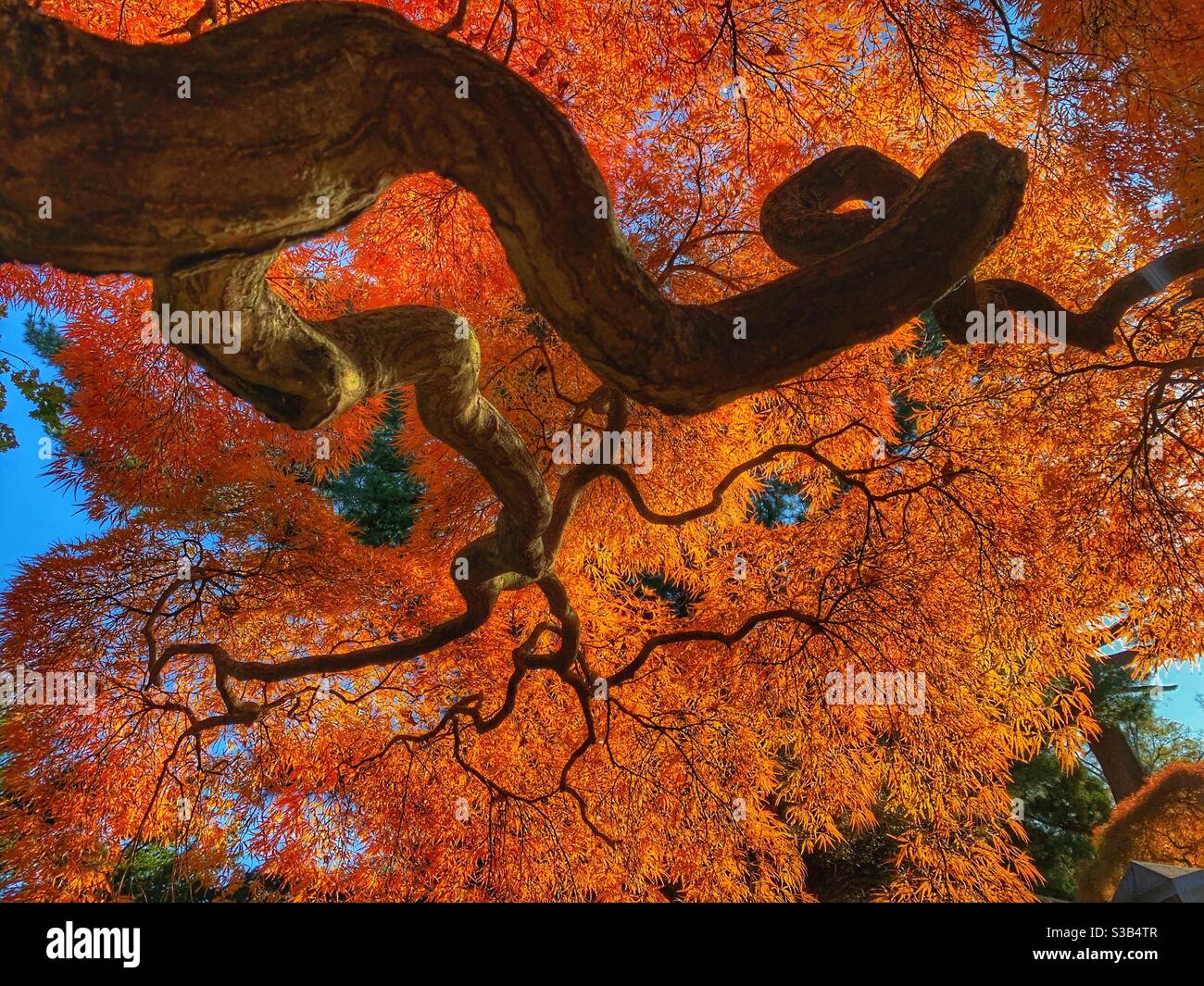 Weeping maple tree hi-res stock photography and images - Alamy