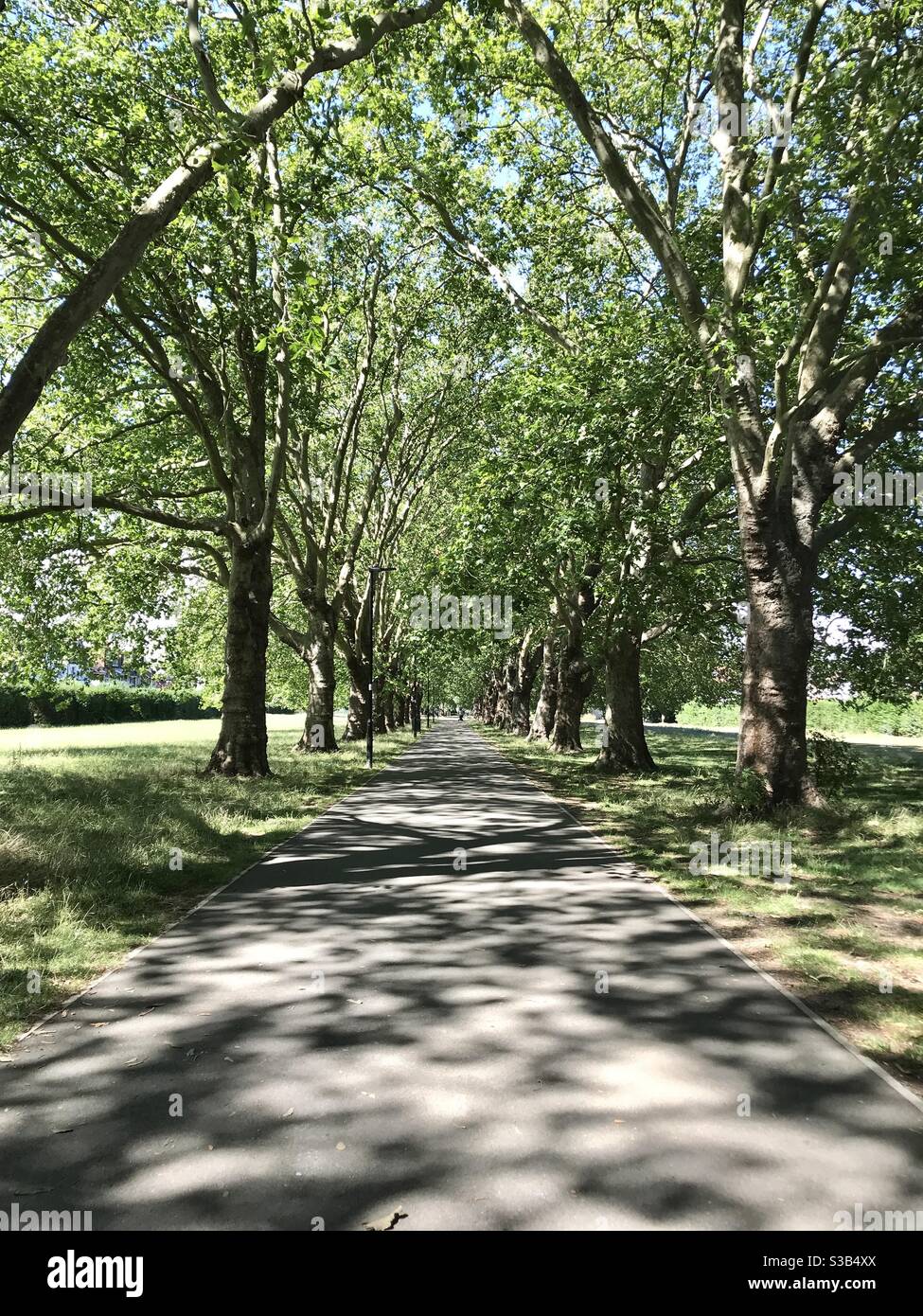 Lined with shade trees hi-res stock photography and images - Alamy