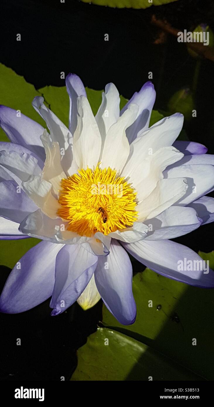 Bee on a large tropical purple water lily with beautiful yellow centre ...