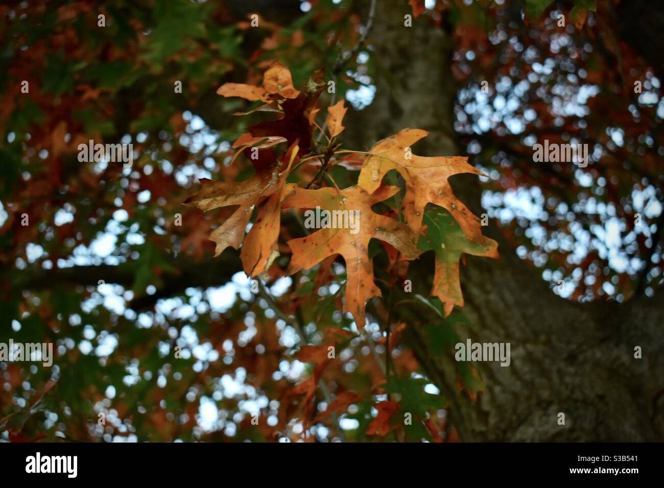 Turning colors hi-res stock photography and images - Alamy