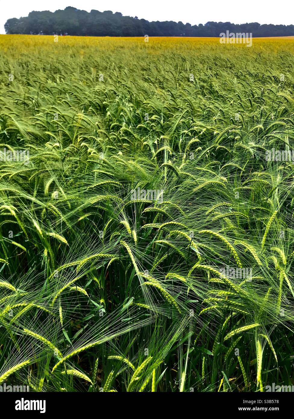 Barley farms hi-res stock photography and images - Alamy