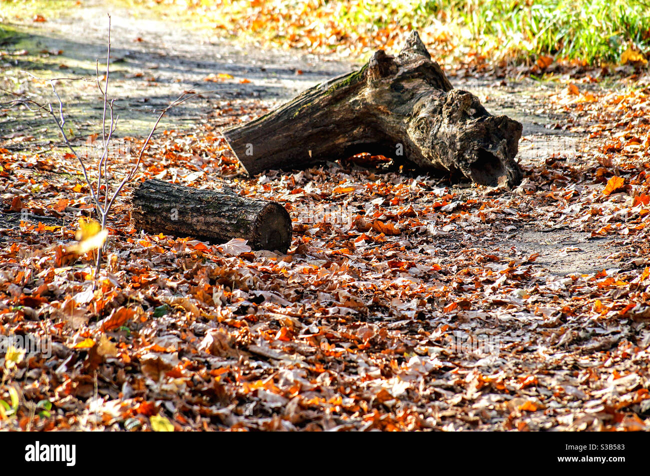 Amazing animal head shaped log Stock Photo - Alamy