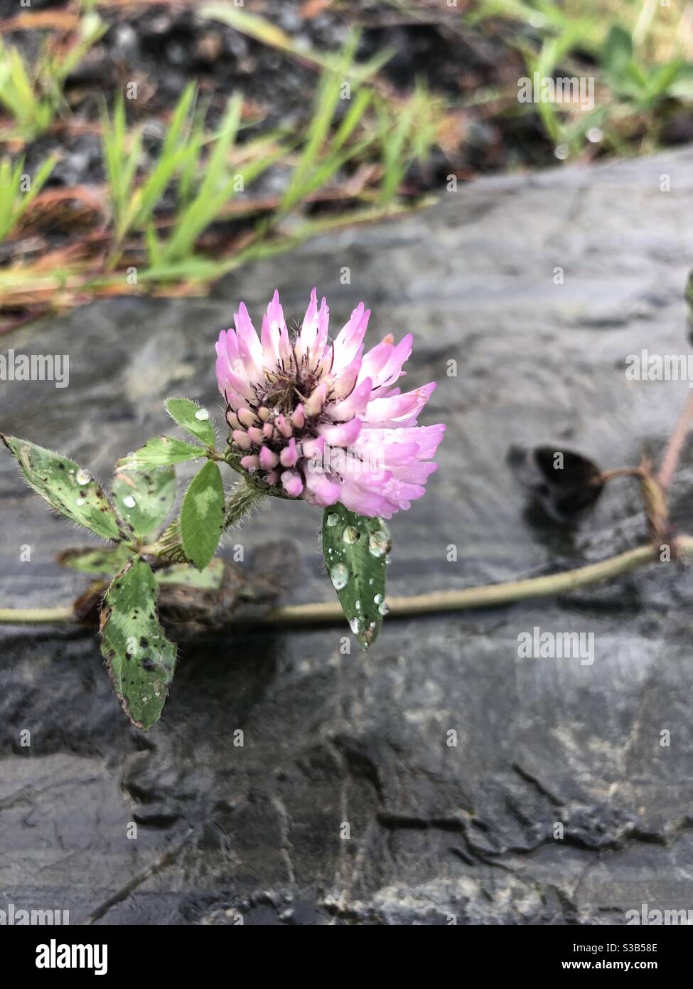Raindrops hanging hi-res stock photography and images - Alamy