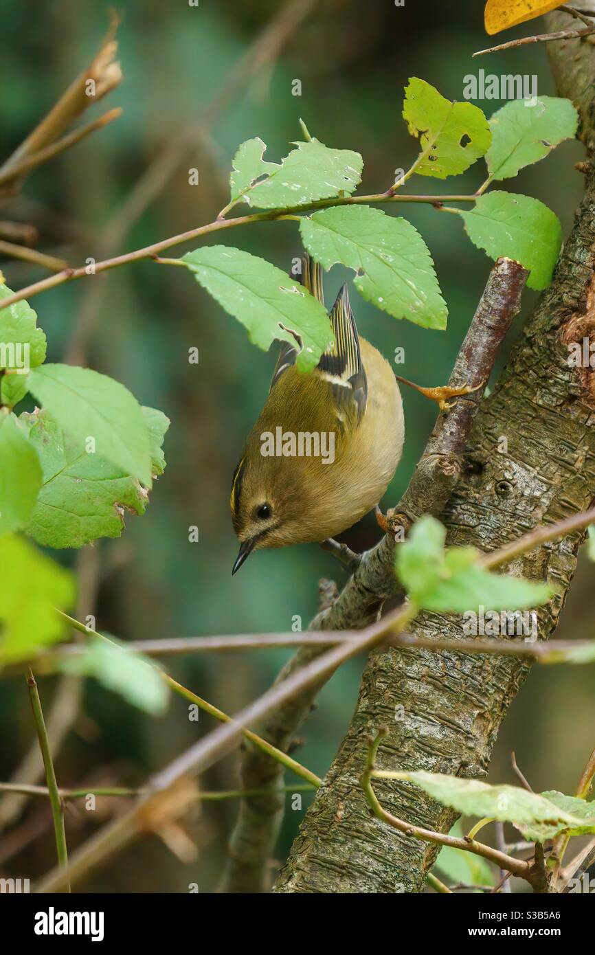 Goldcrest bird hi-res stock photography and images - Alamy