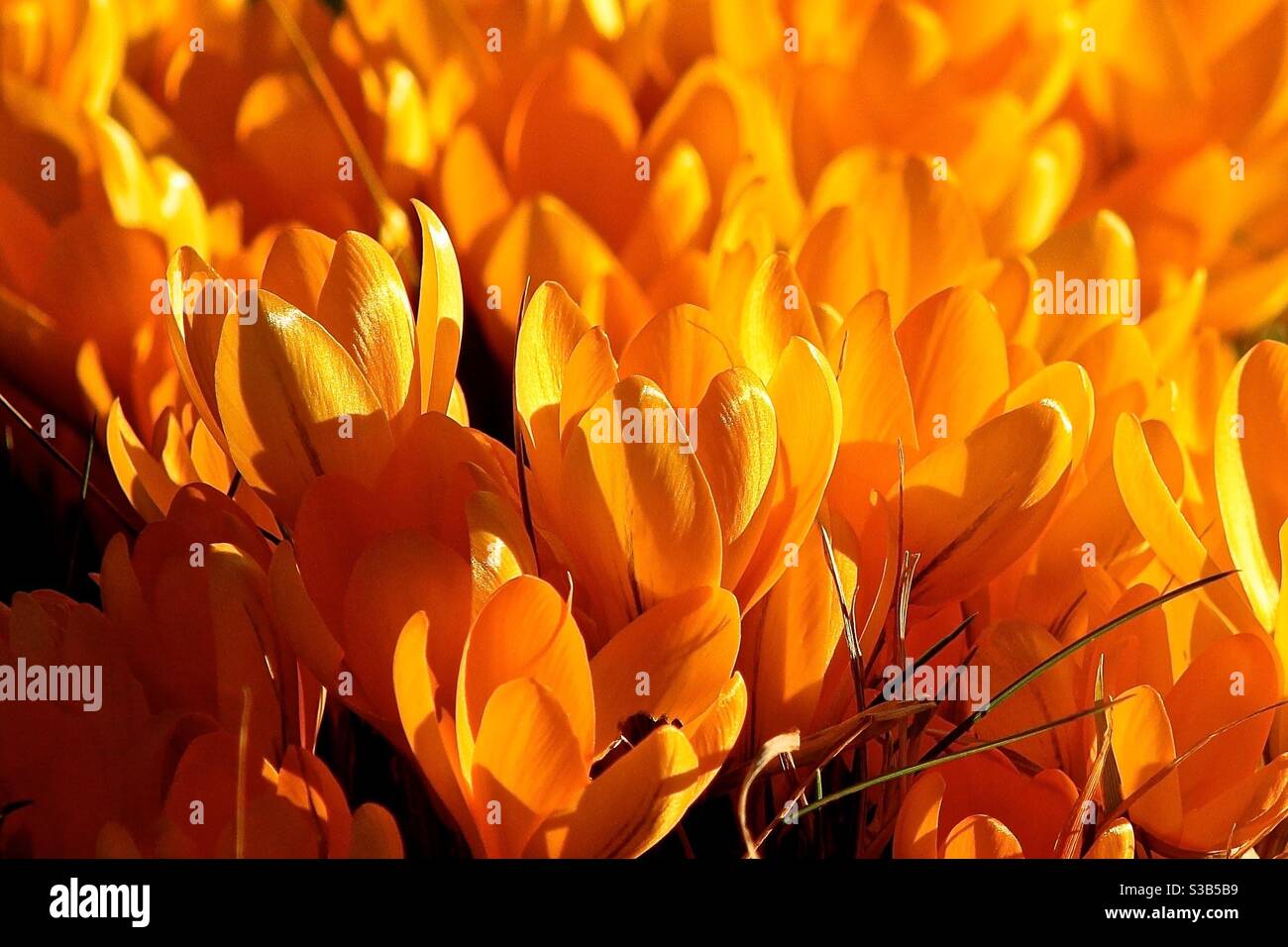 Orange spring flowers hi-res stock photography and images - Alamy