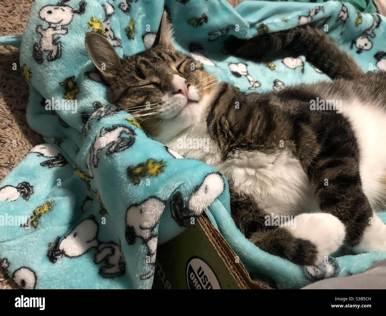 Lazy nap hi-res stock photography and images - Alamy