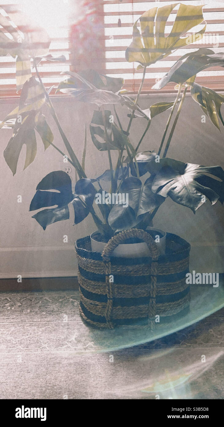 Monsterra plant hi-res stock photography and images - Alamy