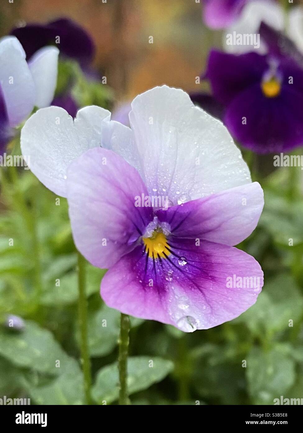 Viola nature hi-res stock photography and images - Alamy