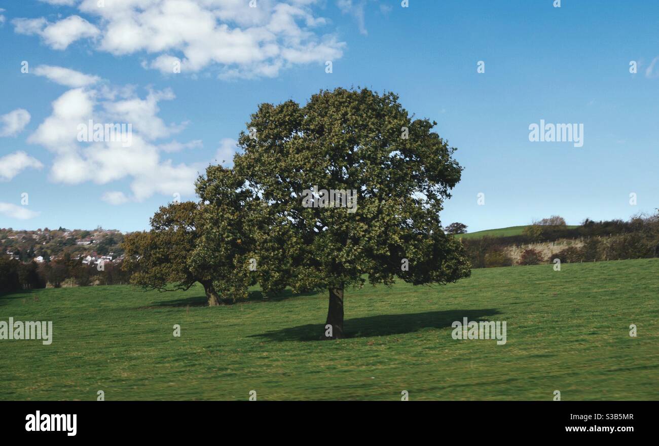 Large oak trees Stock Photo - Alamy