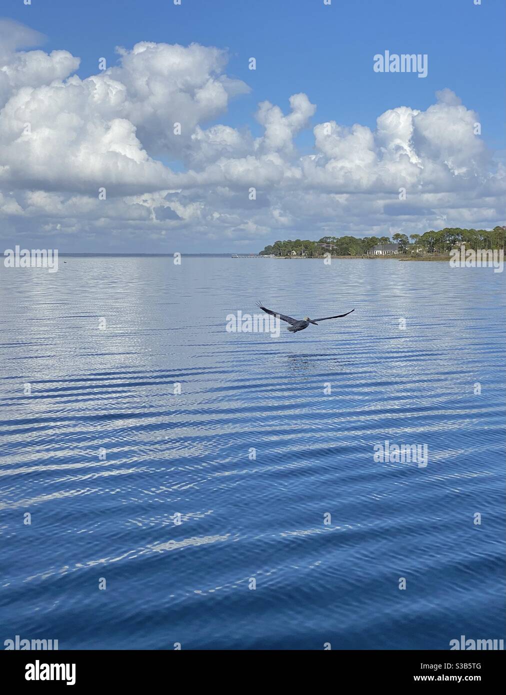 Pelican flying low over deep blue Gulf of Mexico water Stock Photo - Alamy