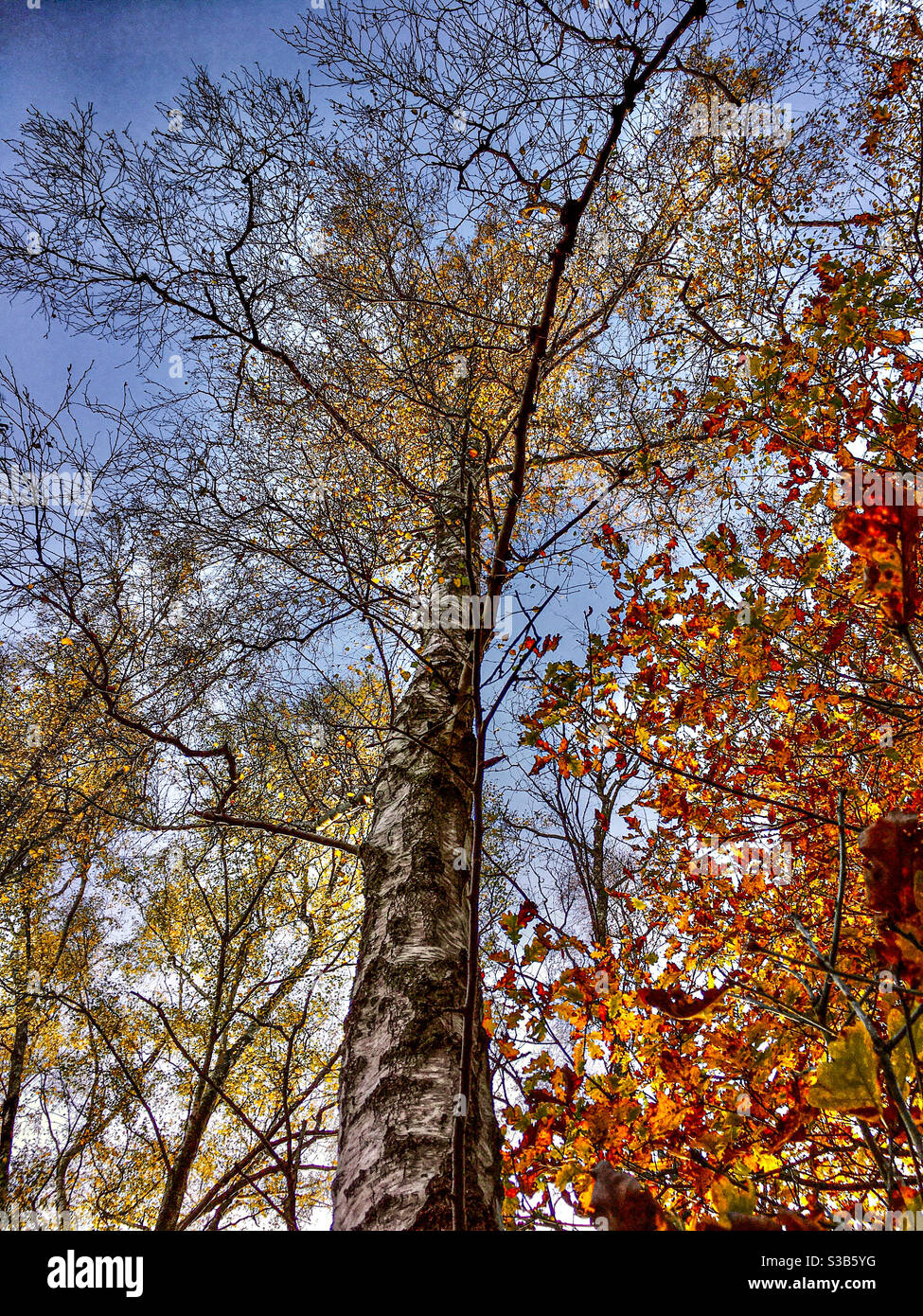 Silver birch autumn hi-res stock photography and images - Alamy