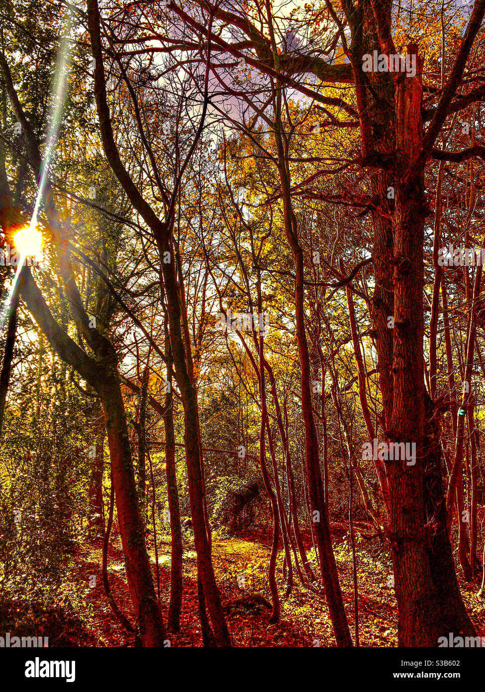 Sunlight and woodland shadows hi-res stock photography and images - Alamy