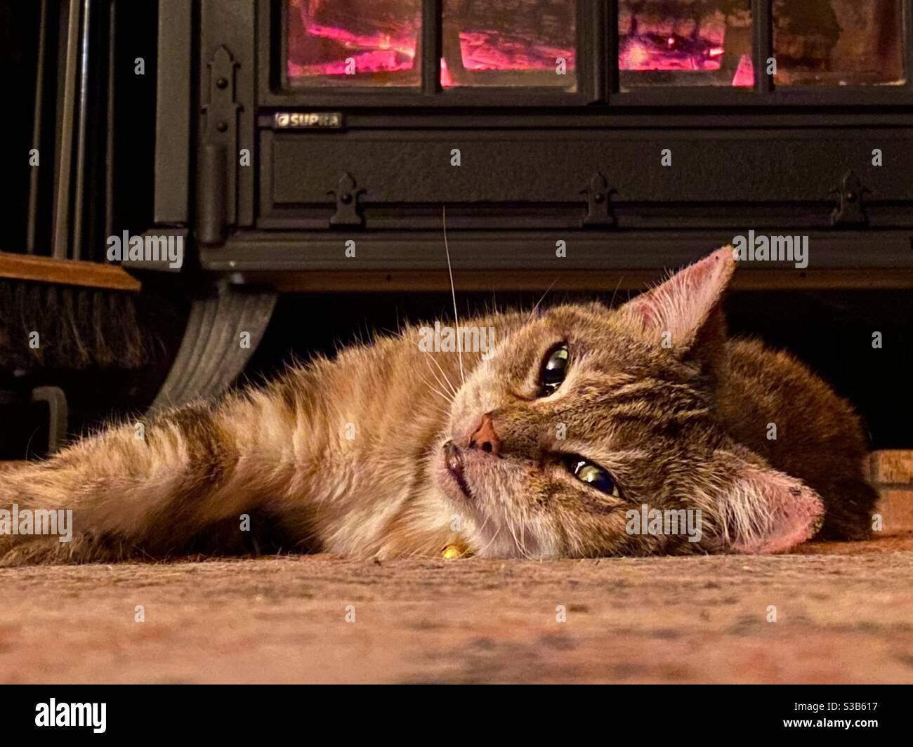 Tiggy the cat resting Stock Photo - Alamy