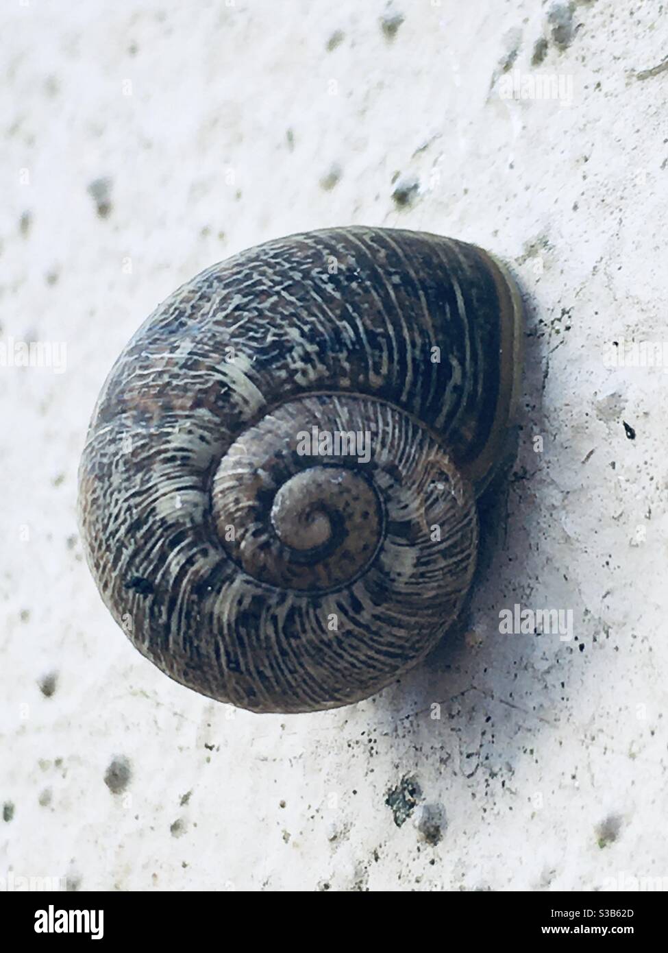 Snail on the wall Stock Photo - Alamy