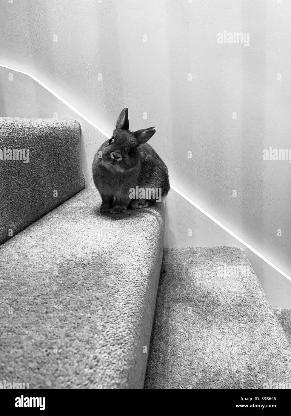 Sat on stairs hi-res stock photography and images - Alamy