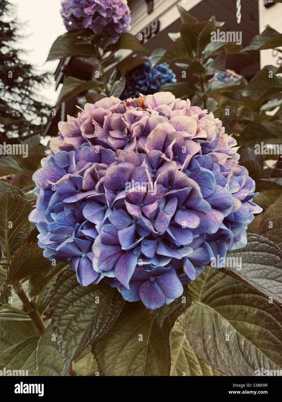 Mesmerizing flowers hi-res stock photography and images - Alamy