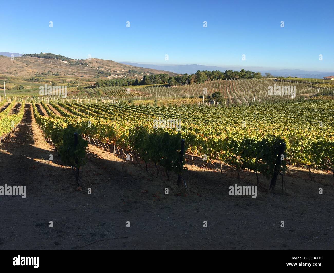 Sunlight vineyard hi-res stock photography and images - Alamy