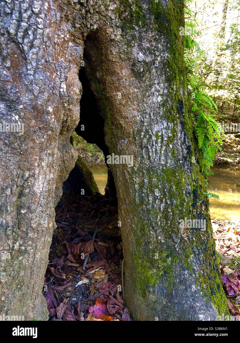 Fern hollow hi-res stock photography and images - Alamy