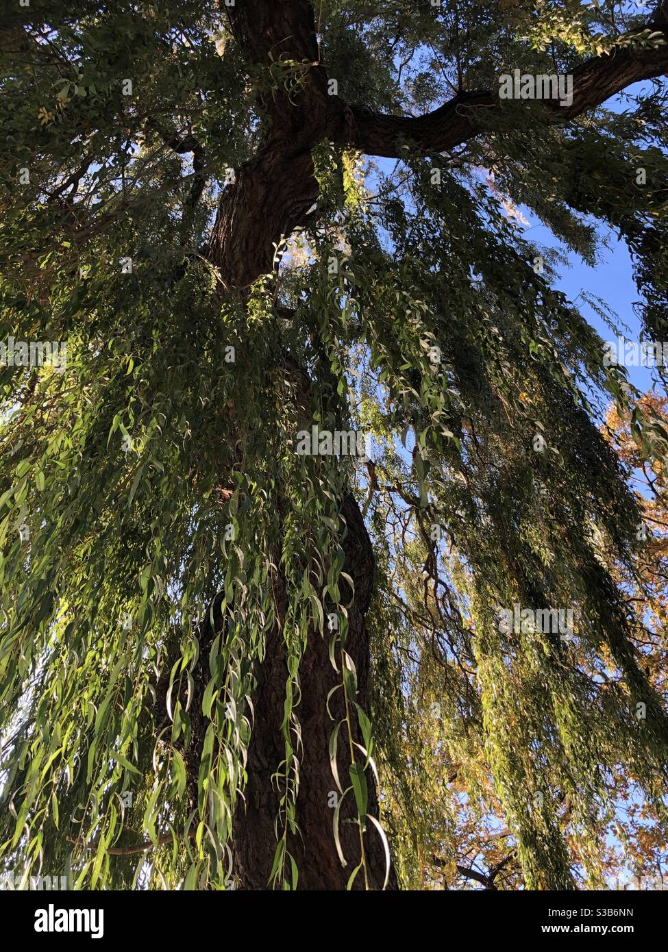 Autumn willow tree hi-res stock photography and images - Alamy