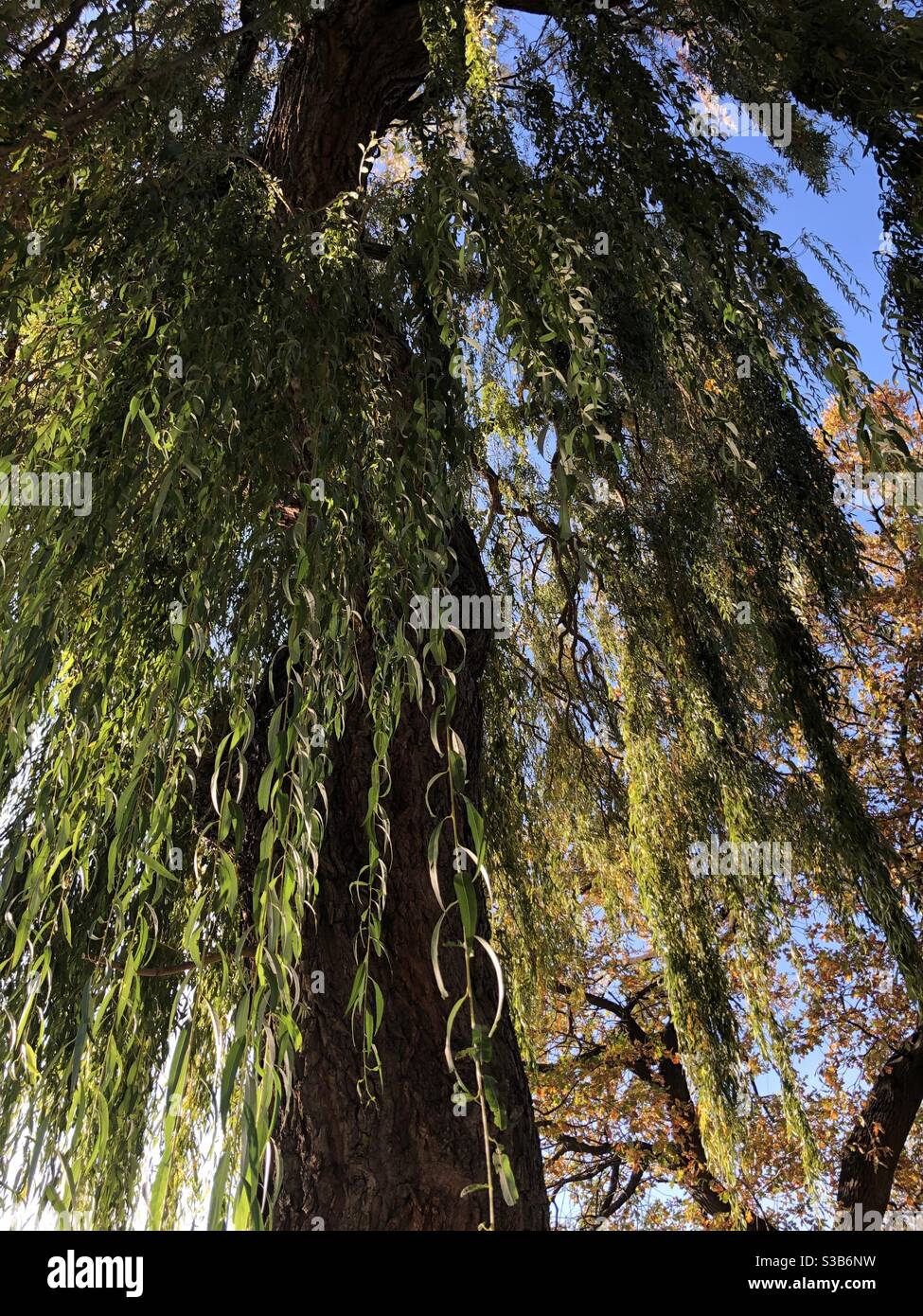 Willow tree leaves hi-res stock photography and images - Alamy