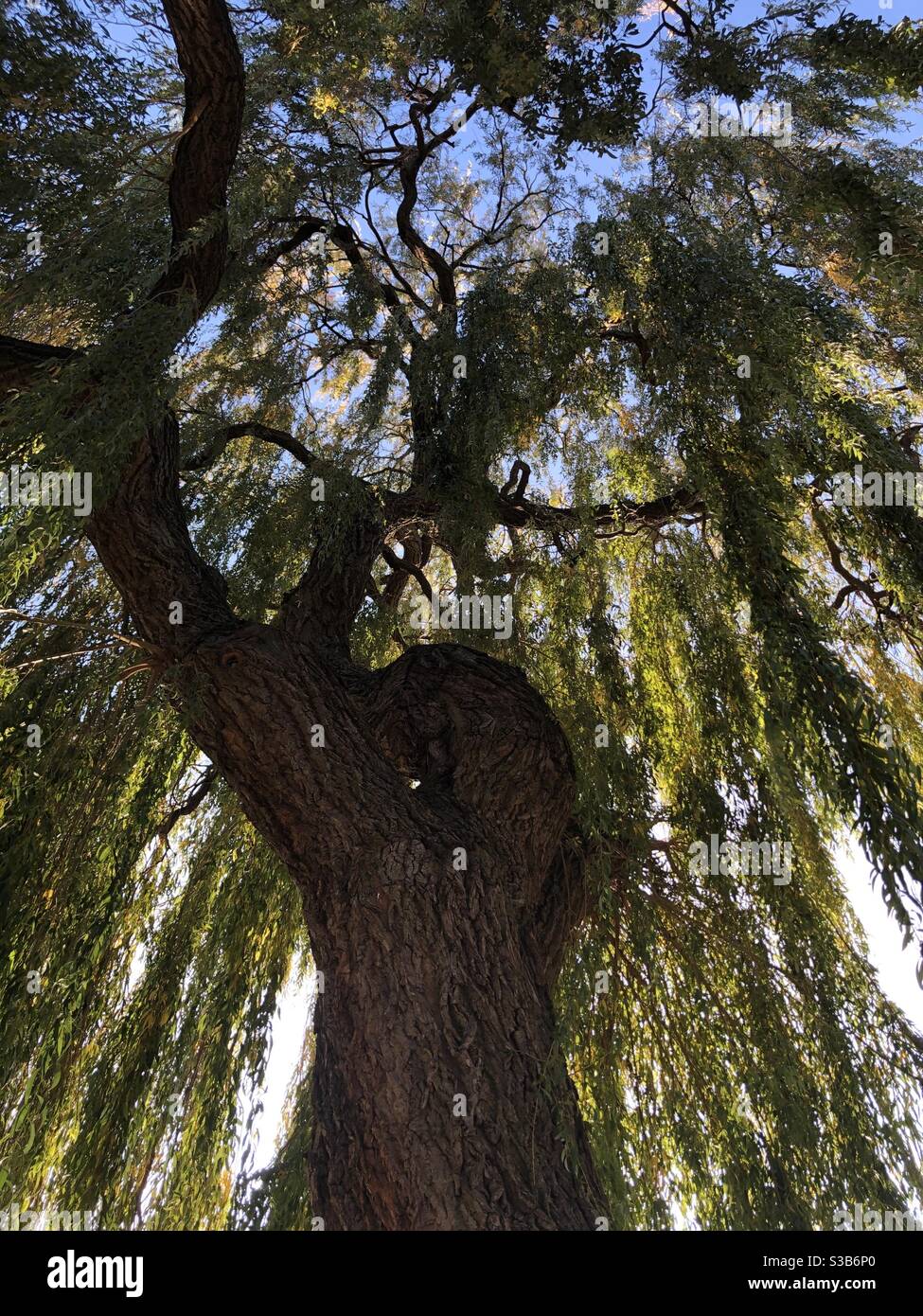 Under the willow tree hi-res stock photography and images - Alamy