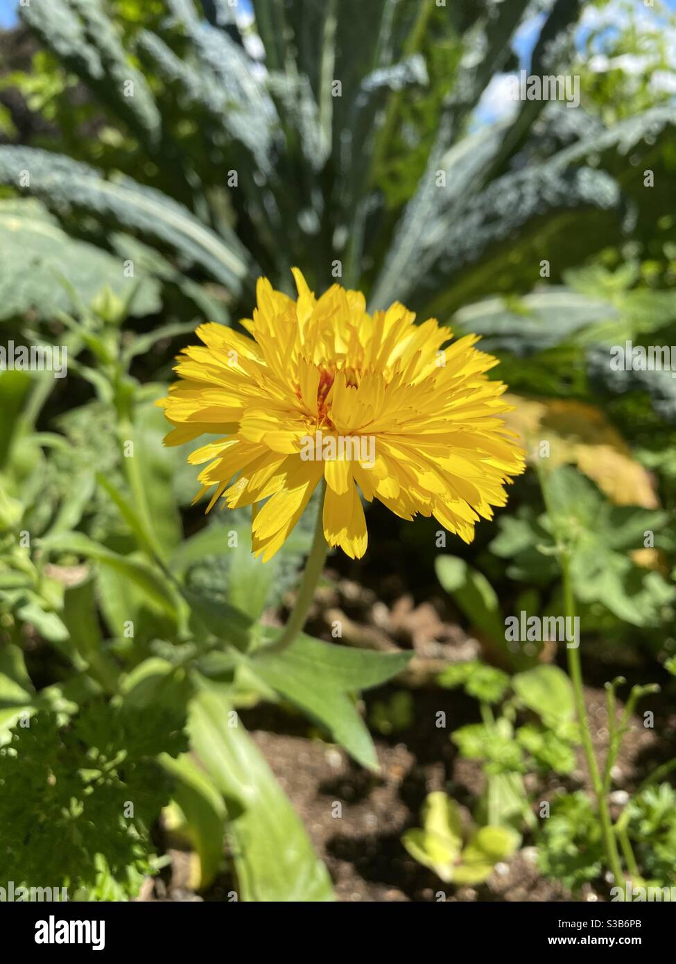 Sunny flower hi-res stock photography and images - Alamy
