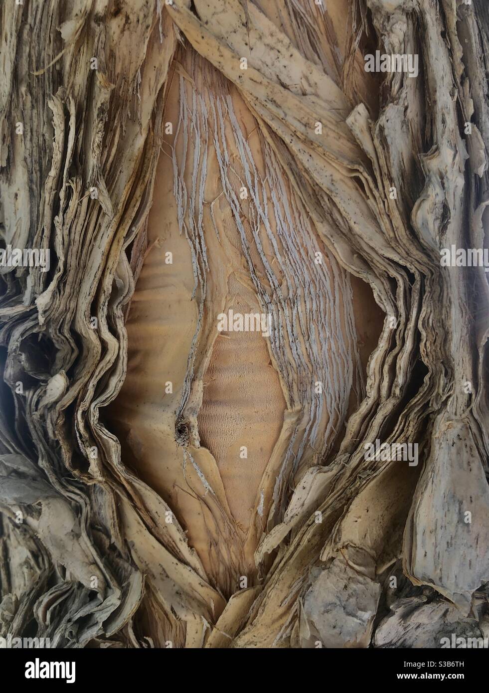 Australian paperbark tree hi-res stock photography and images - Alamy