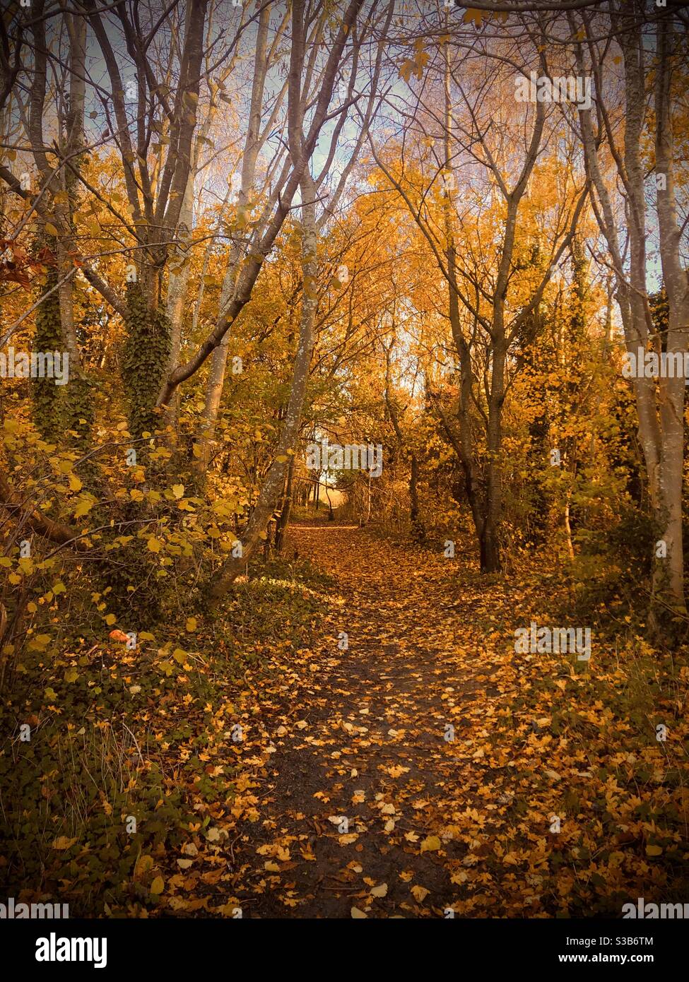 Golden Pathway High Resolution Stock Photography and Images - Alamy