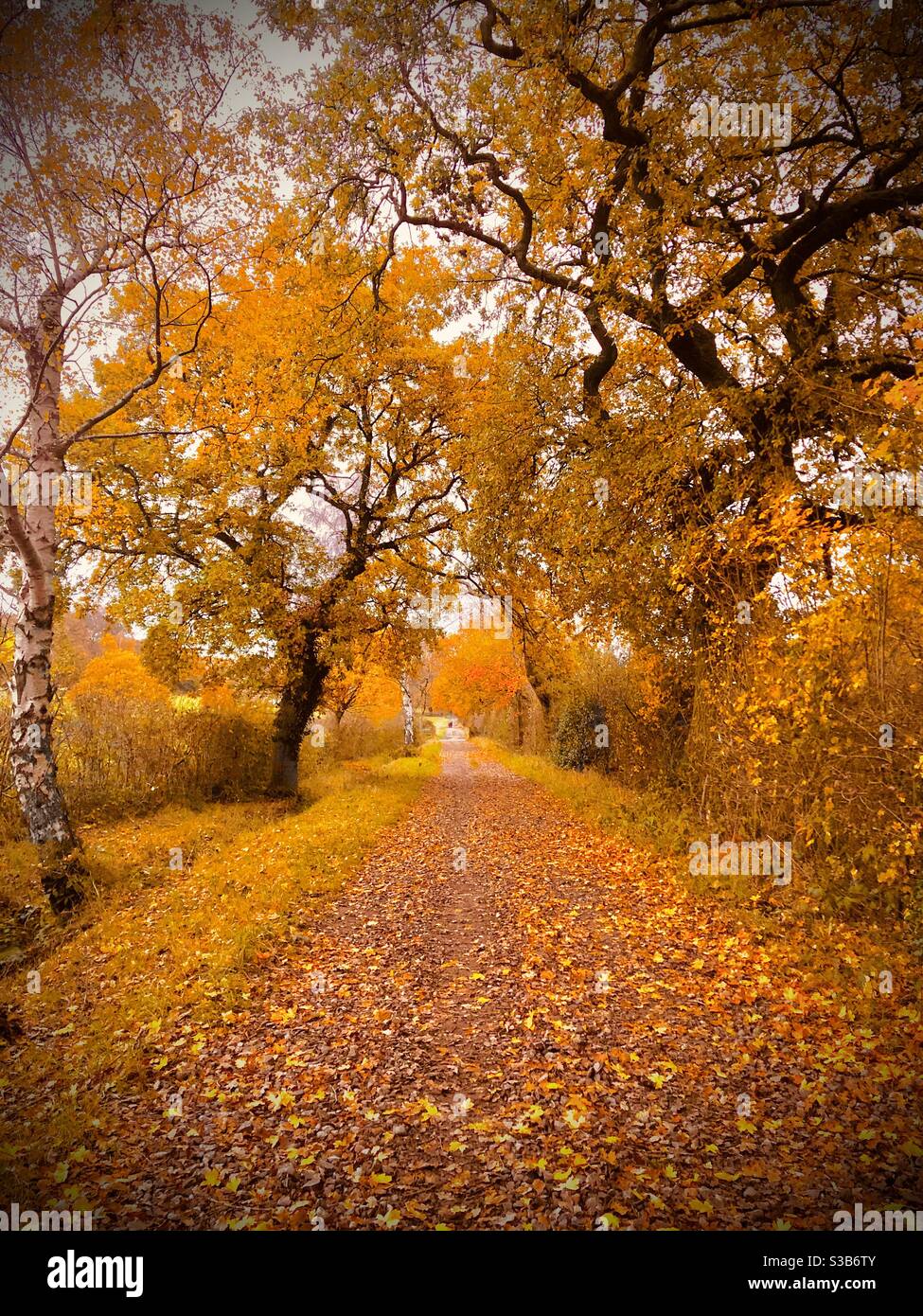 Golden path hi-res stock photography and images - Alamy