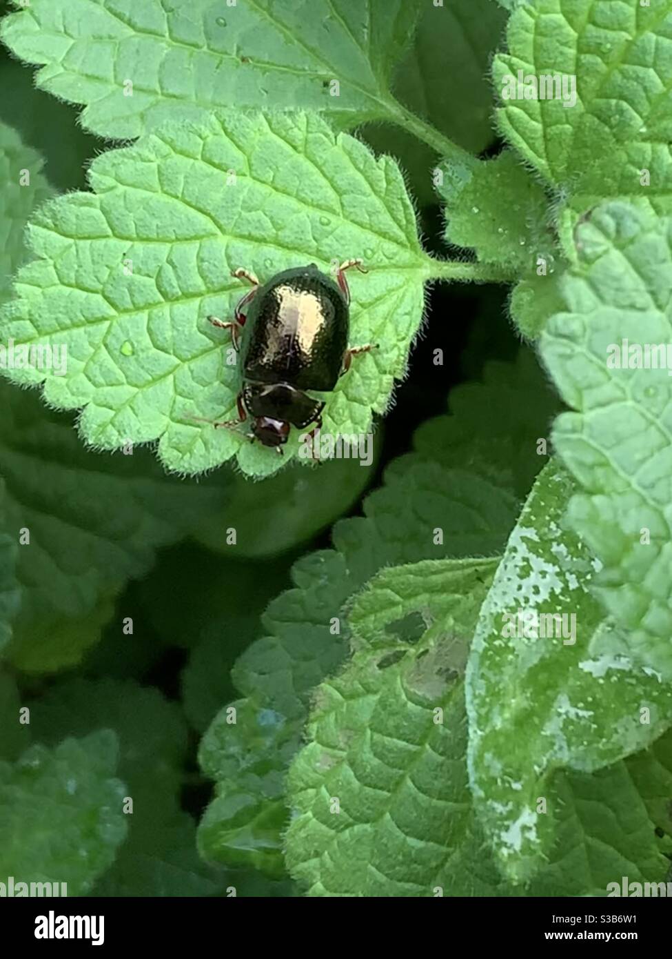 Beetle sun hi-res stock photography and images - Alamy
