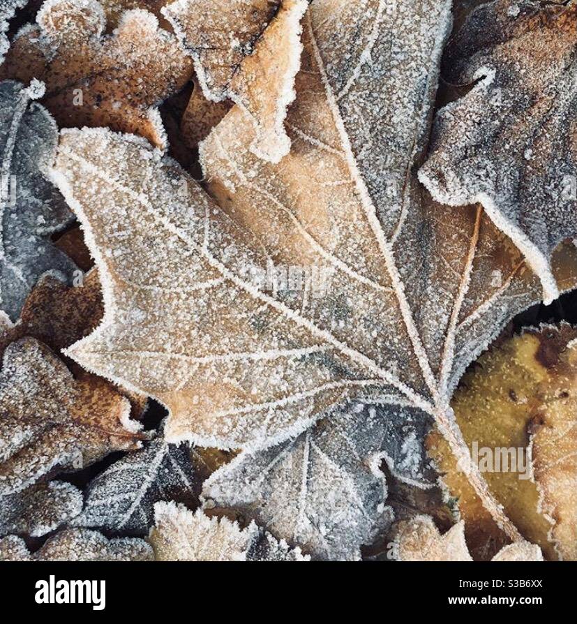 Crispy leaf hi-res stock photography and images - Alamy