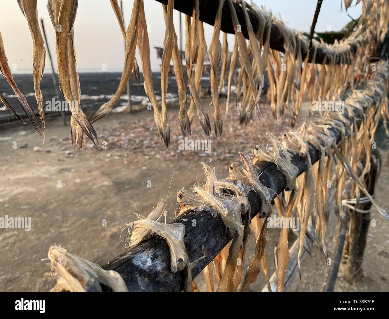 Bombay Duck drying season in Mumbai. Fish is dried and stored. Often ...