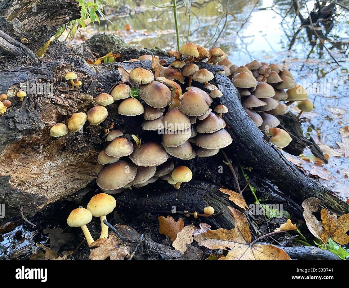Fungus Lake High Resolution Stock Photography and Images - Alamy