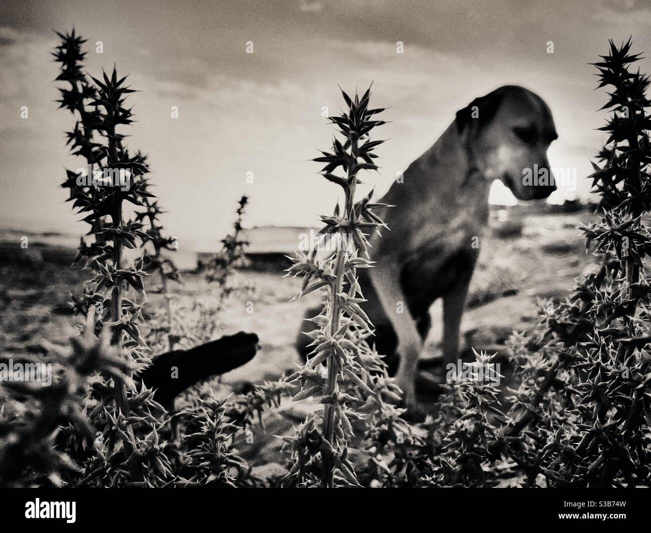 Focused dog hi-res stock photography and images - Alamy