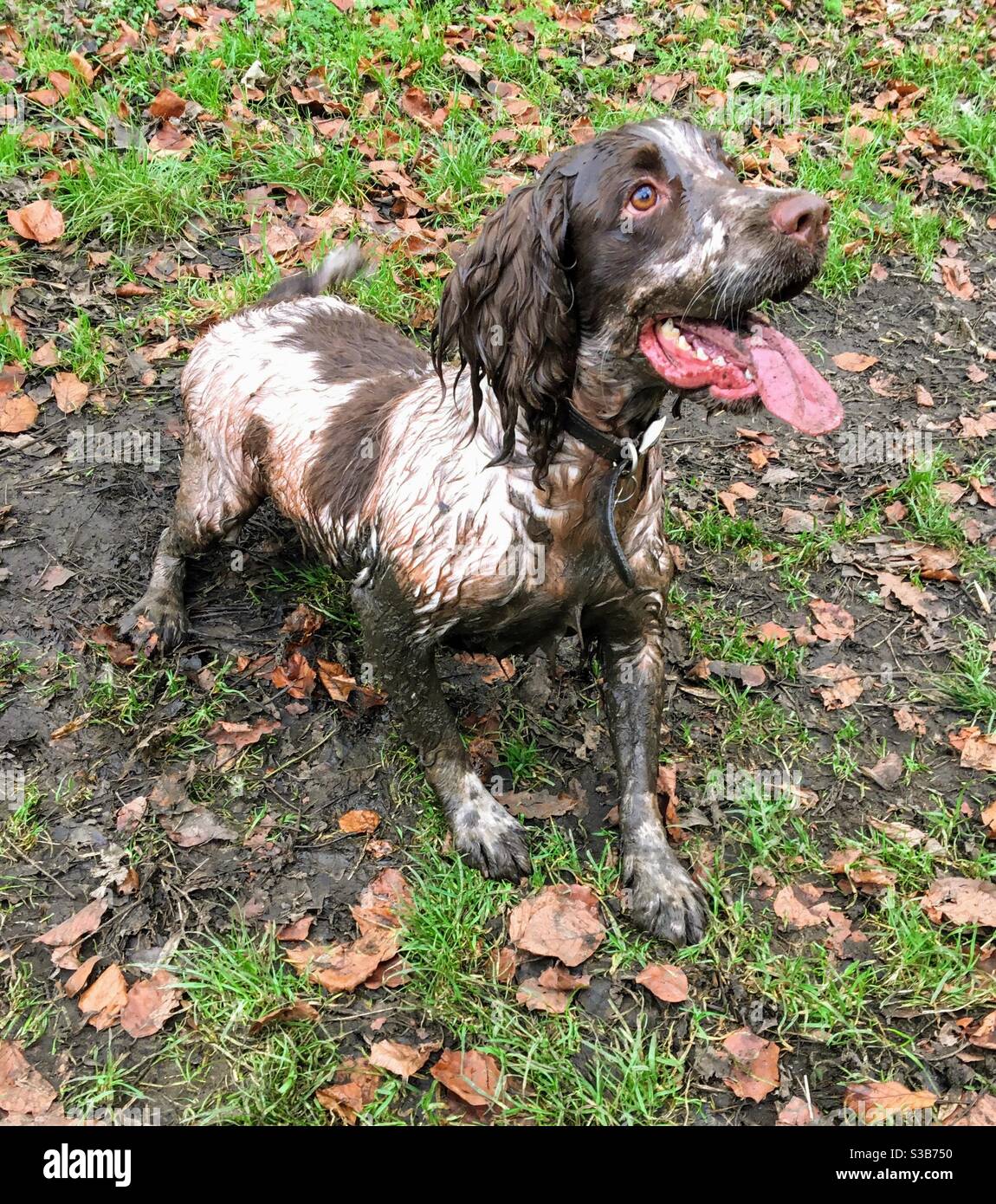 Muddy Dog High Resolution Stock Photography and Images - Alamy