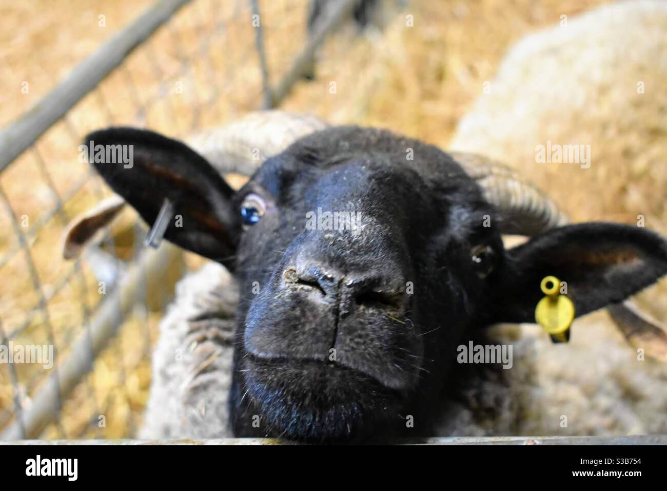 Hello sheep hi-res stock photography and images - Alamy