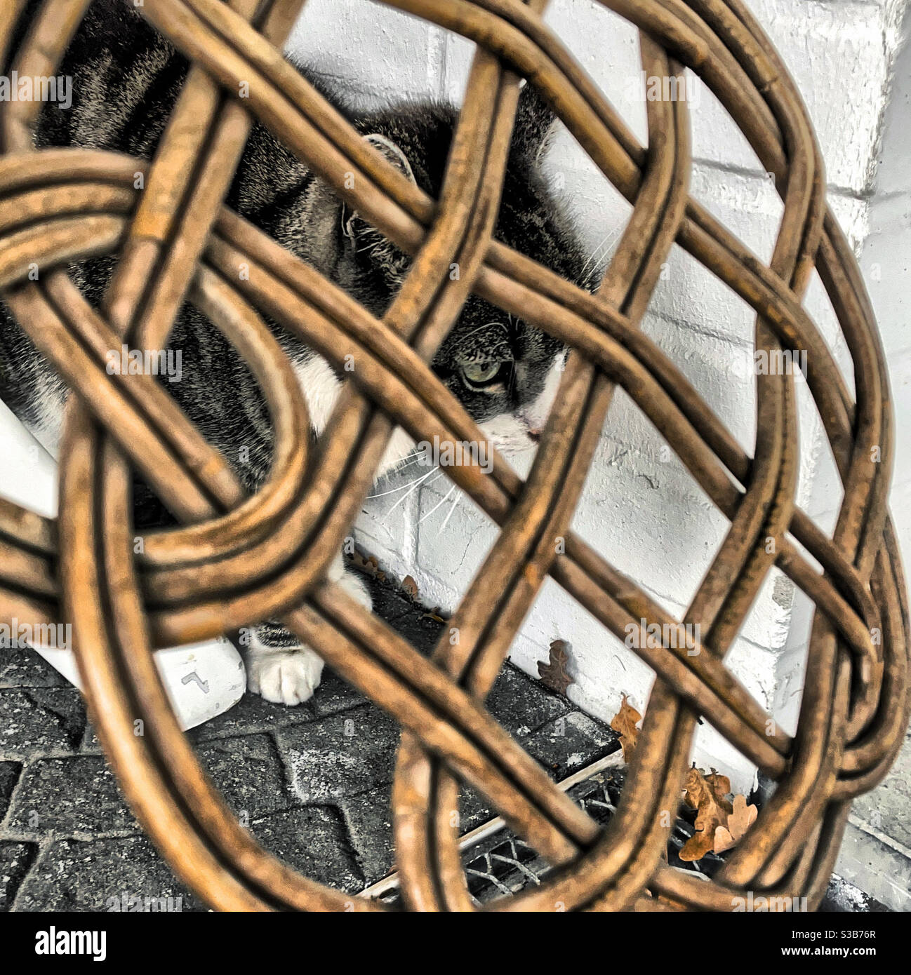 Cat behind a carpet beater Stock Photo - Alamy