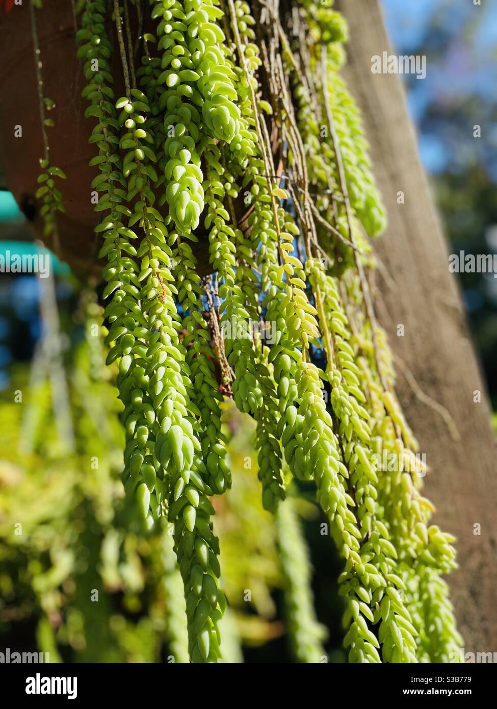Donkeys tail hi-res stock photography and images - Alamy
